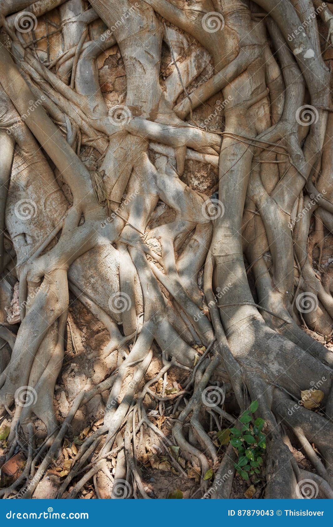 Roots on wall. stock image. Image of concrete, plant - 87879043