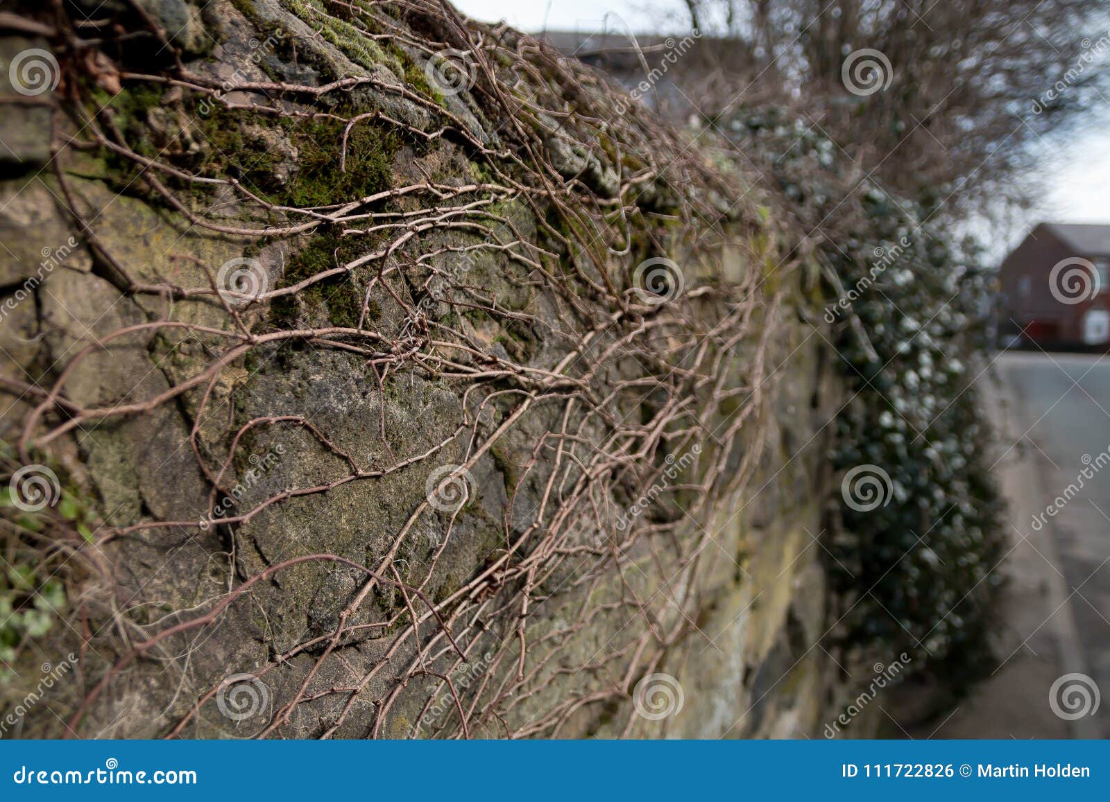 Roots on a Wall stock photo. Image of green, plant, leaf - 111722826