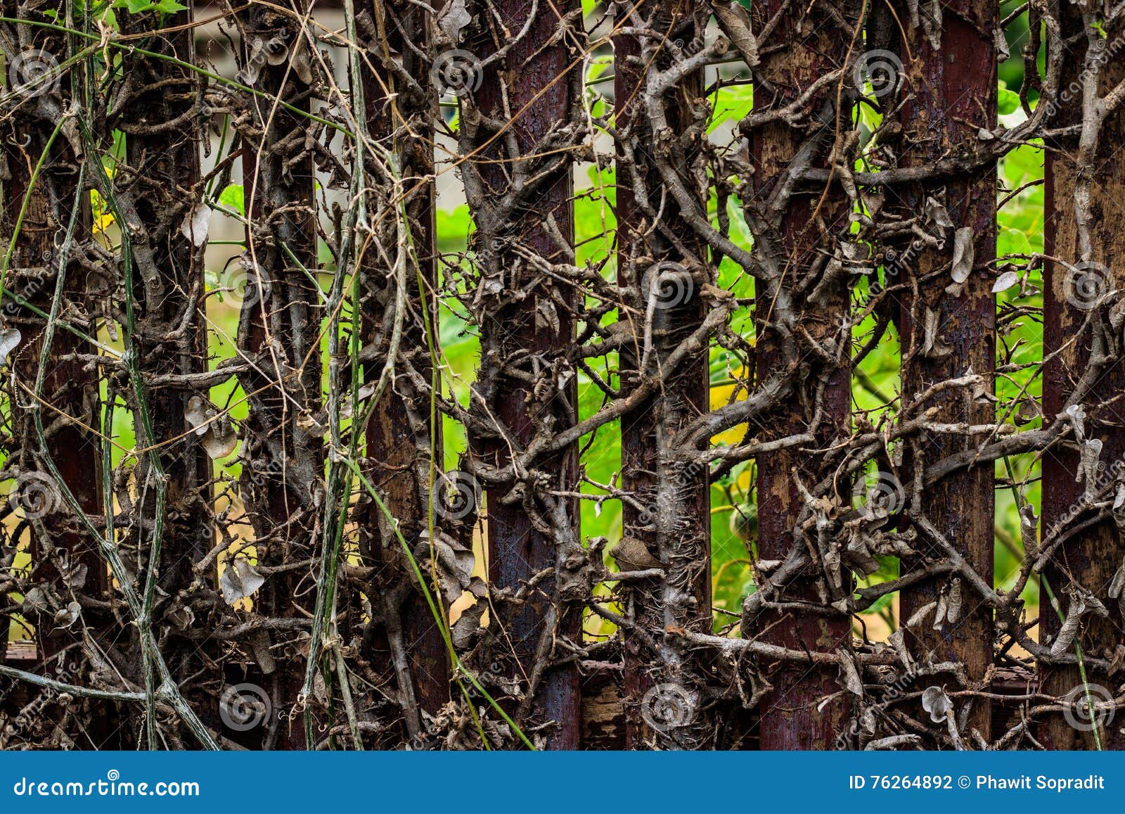 Roots on the wall stock photo. Image of wall, roots, design - 76264892