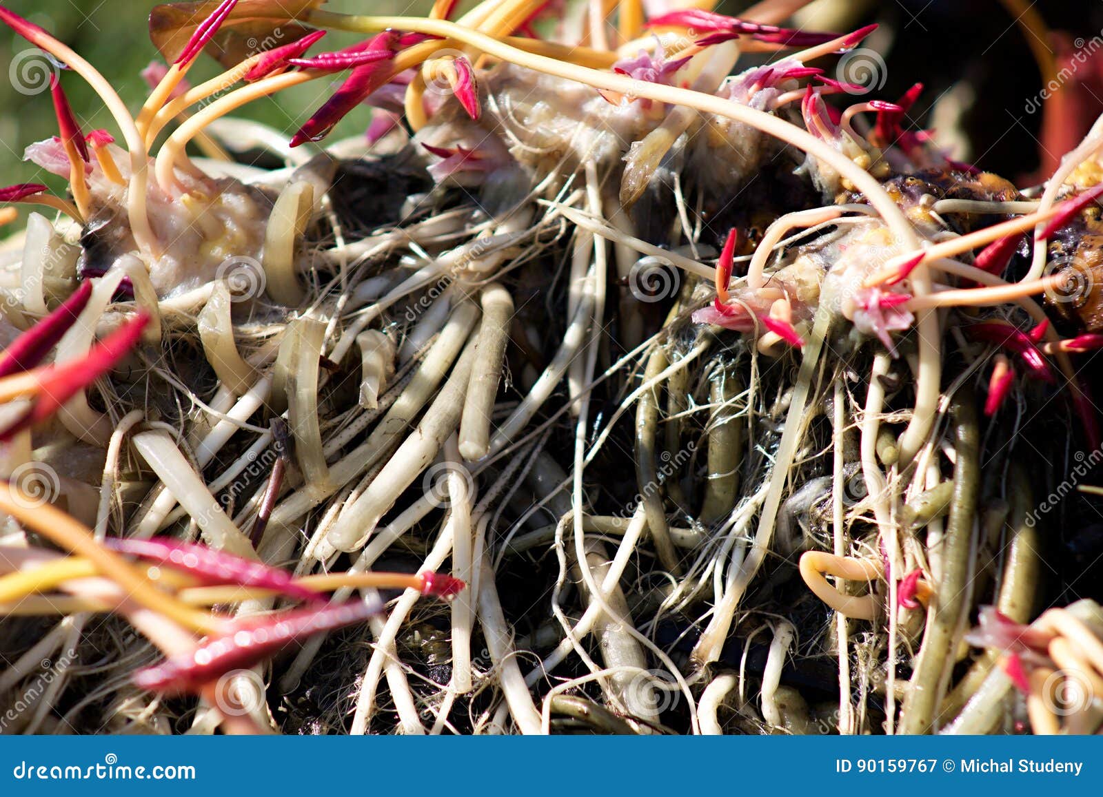 Roots of waterlily stock image. Image of roots, waterlily - 90159767