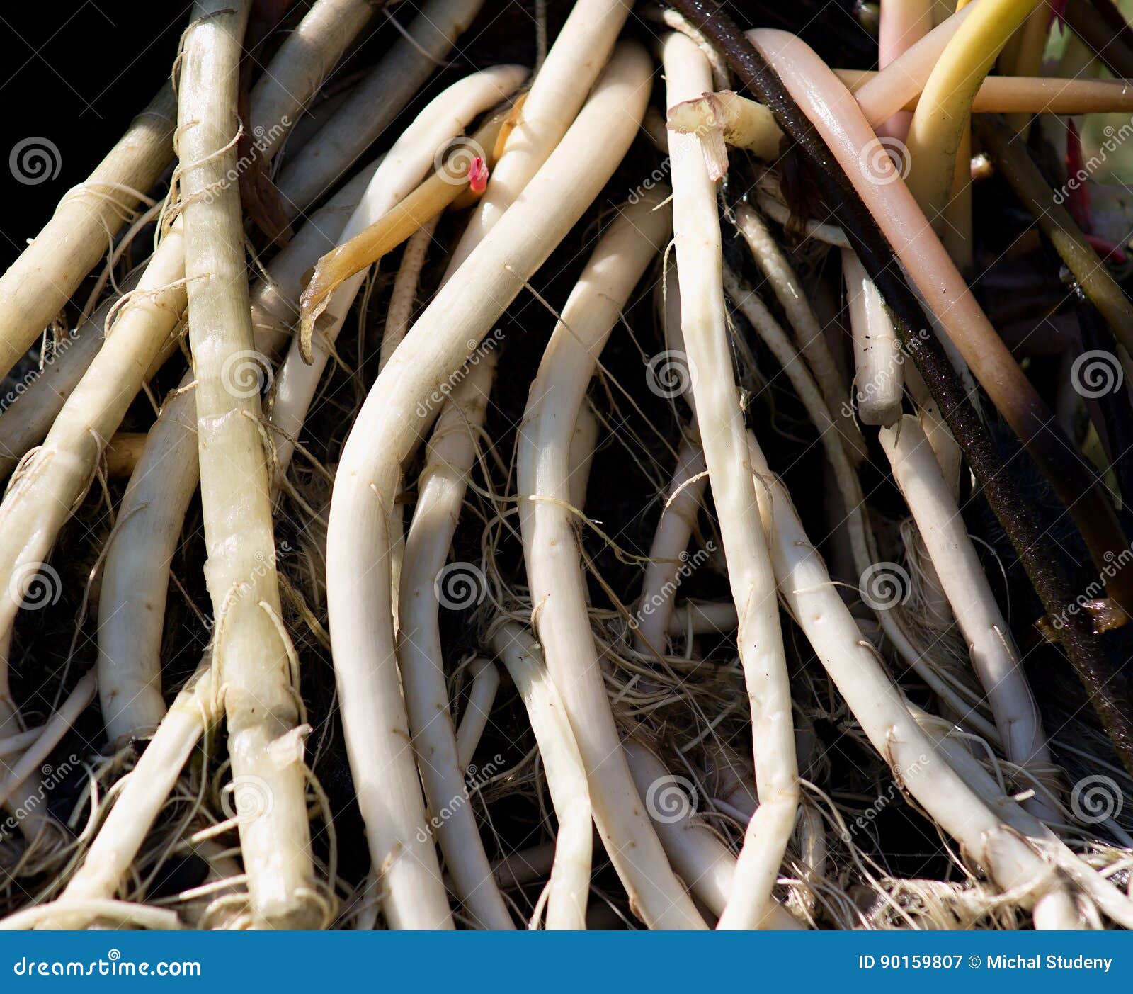 Roots of waterlily stock image. Image of grow, white - 90159807