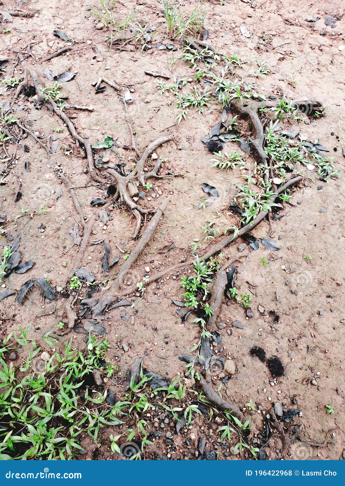 Roots wet after rain stock photo. Image of street, rain - 196422968
