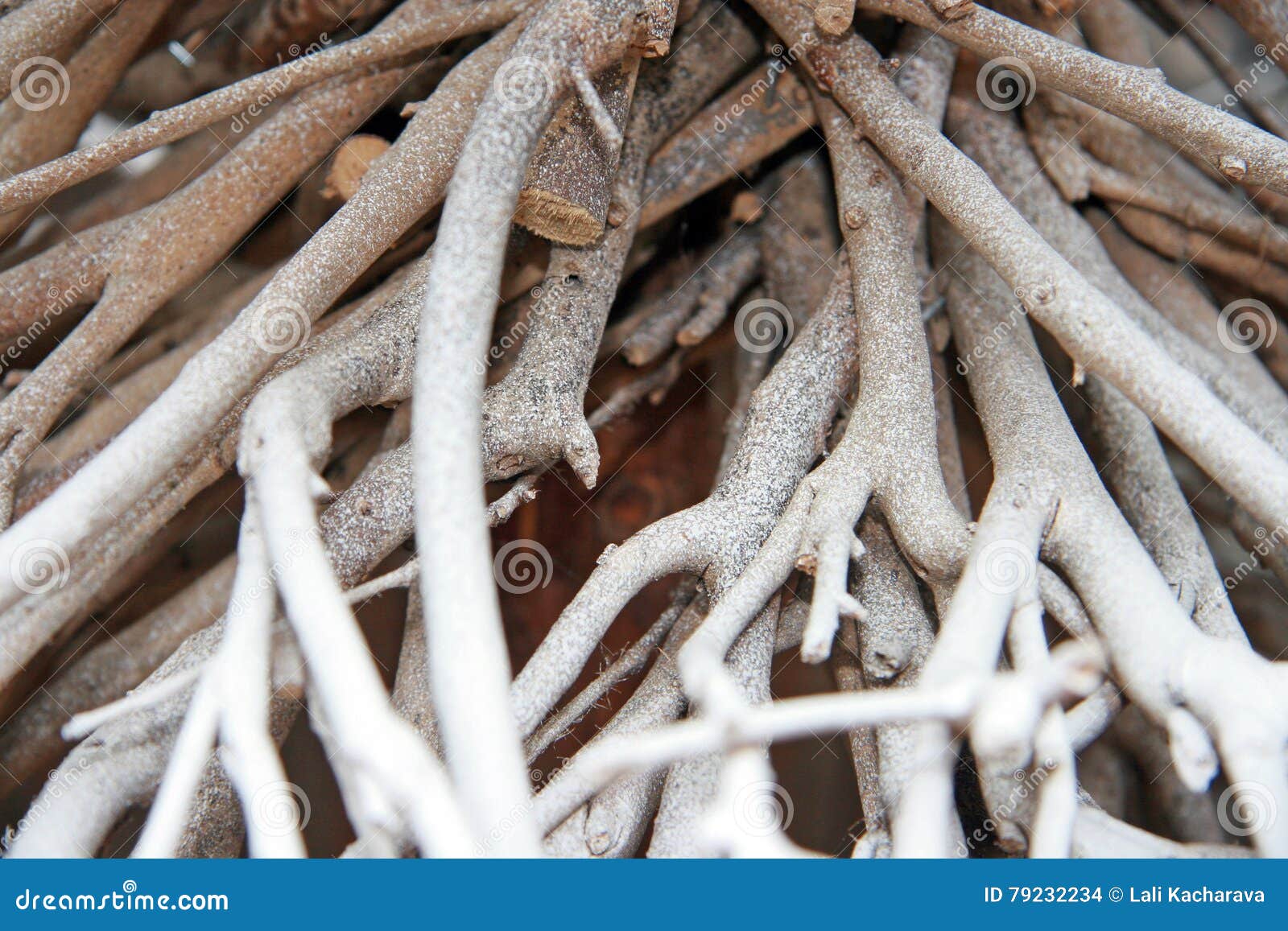 Roots stock photo. Image of small, roots, white, dried - 79232234
