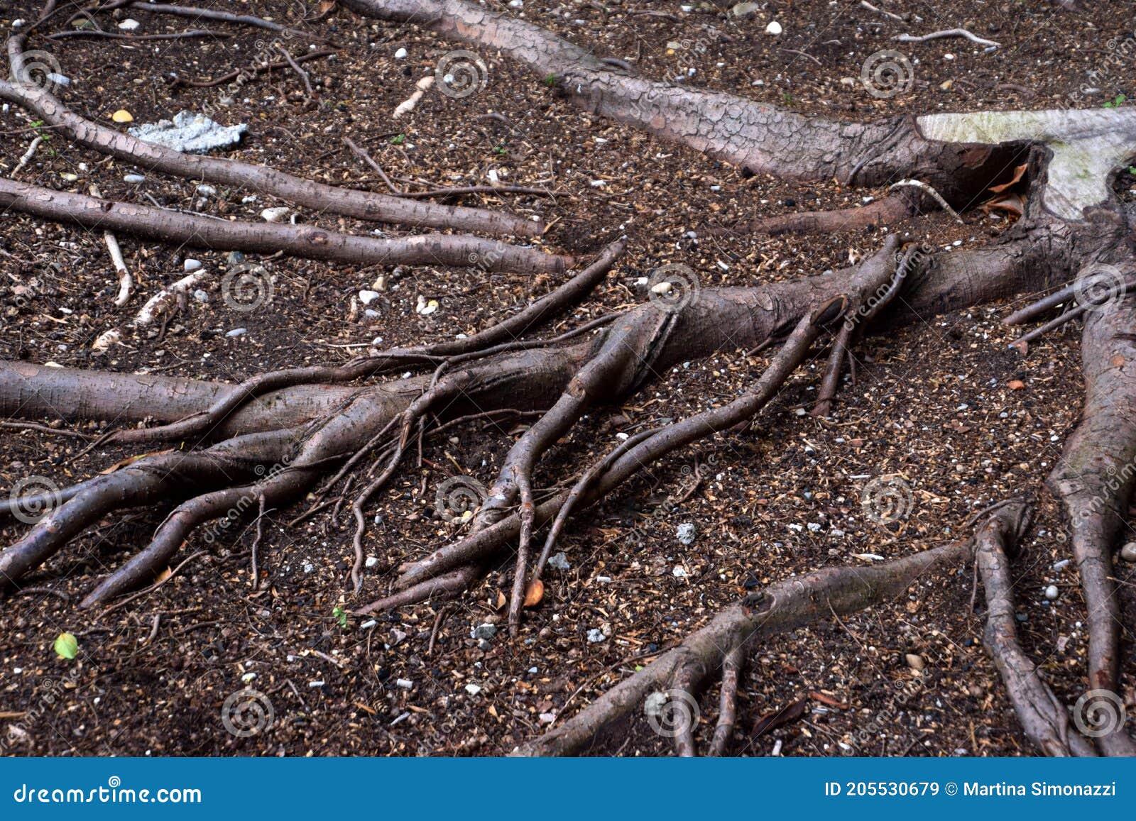 The Roots Of The Wind-blown Tree Stock Image | CartoonDealer.com #198356407