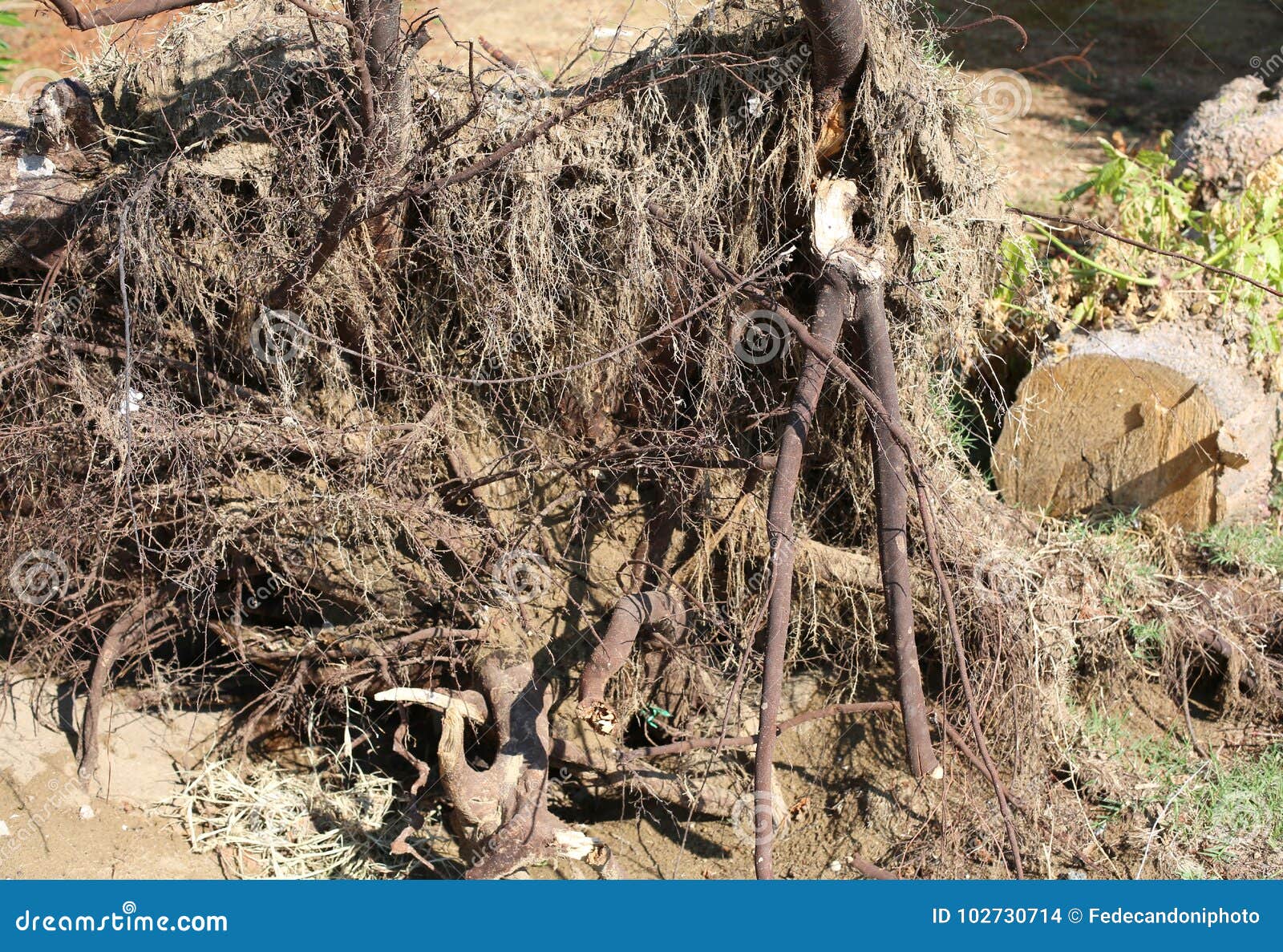 The Roots Of The Wind-blown Tree Stock Image | CartoonDealer.com #198356407