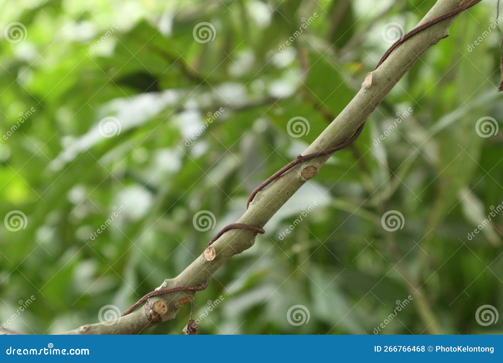 Roots Wrapped Around Branches Stock Photo - Image of grass, leaves ...