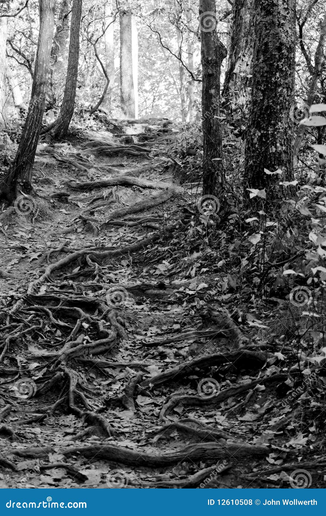 Rooty path stock photo. Image of tennessee, intertwined - 12610508