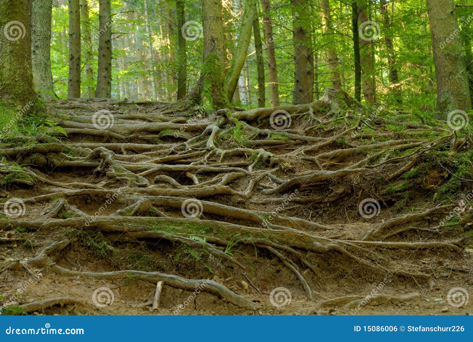 Rooty path stock photo. Image of woods, flora, bushes - 15086006