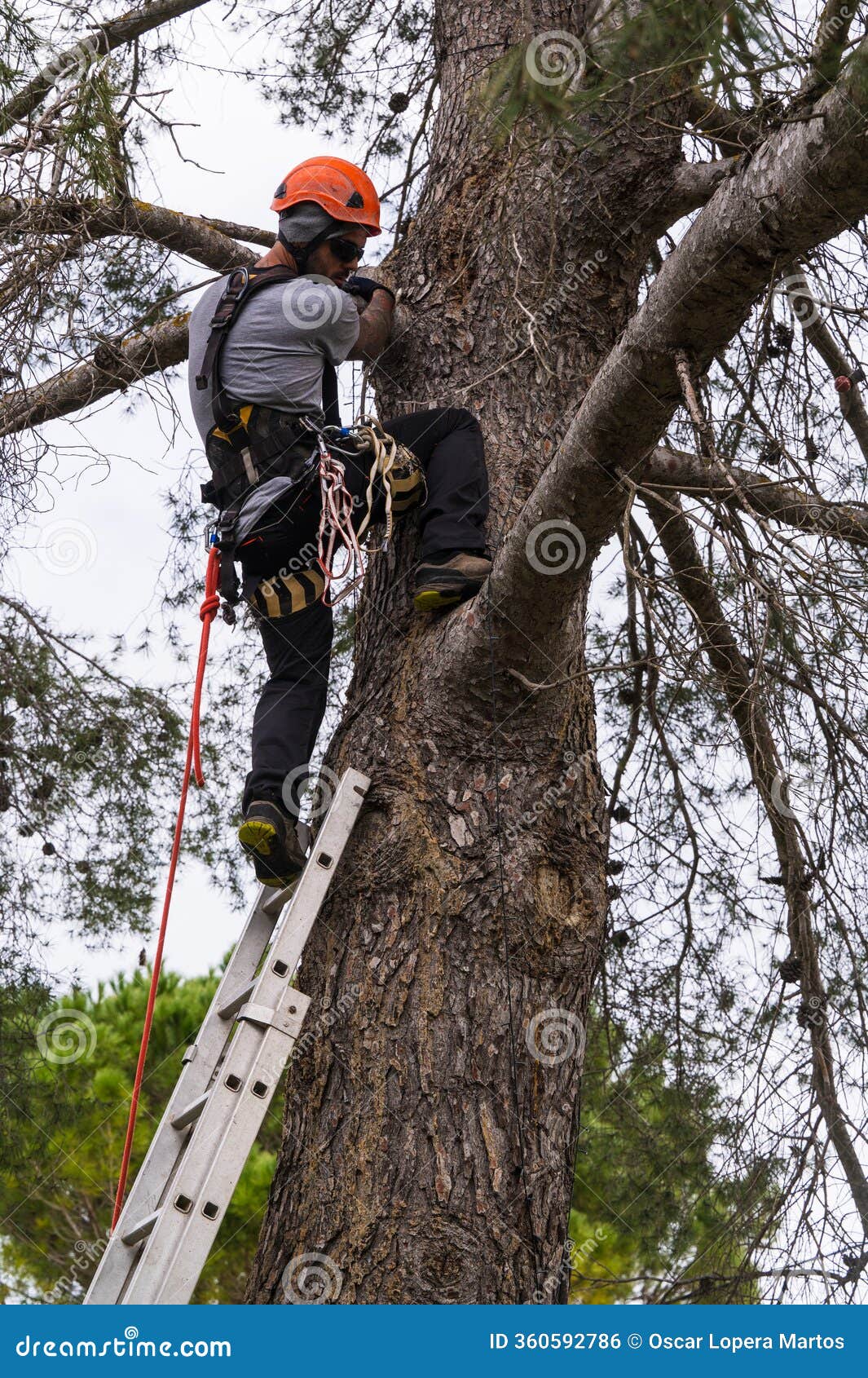 Rope Access Technician Pruning Trees with Ladder and Safety Equipment ...