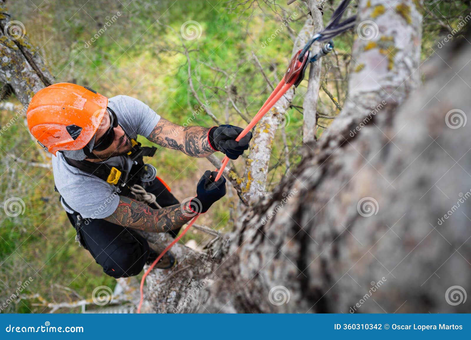 Rope Access Technician Pruning Trees Using Specialized Equipment and ...