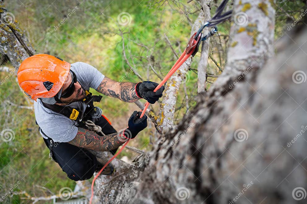 Rope Access Technician Pruning Trees Using Specialized Equipment and ...