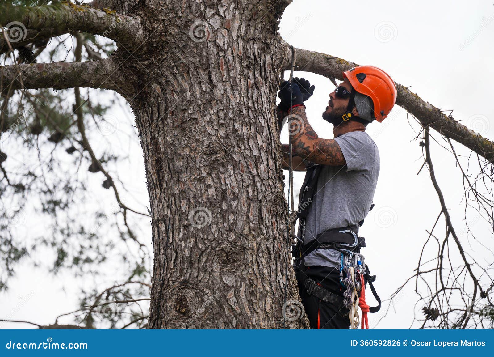 Rope Access Technician Pruning Trees Using Specialized Equipment and ...