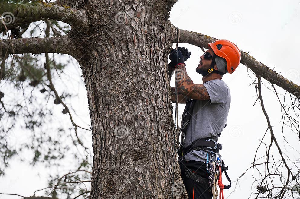 Rope Access Technician Pruning Trees Using Specialized Equipment and ...