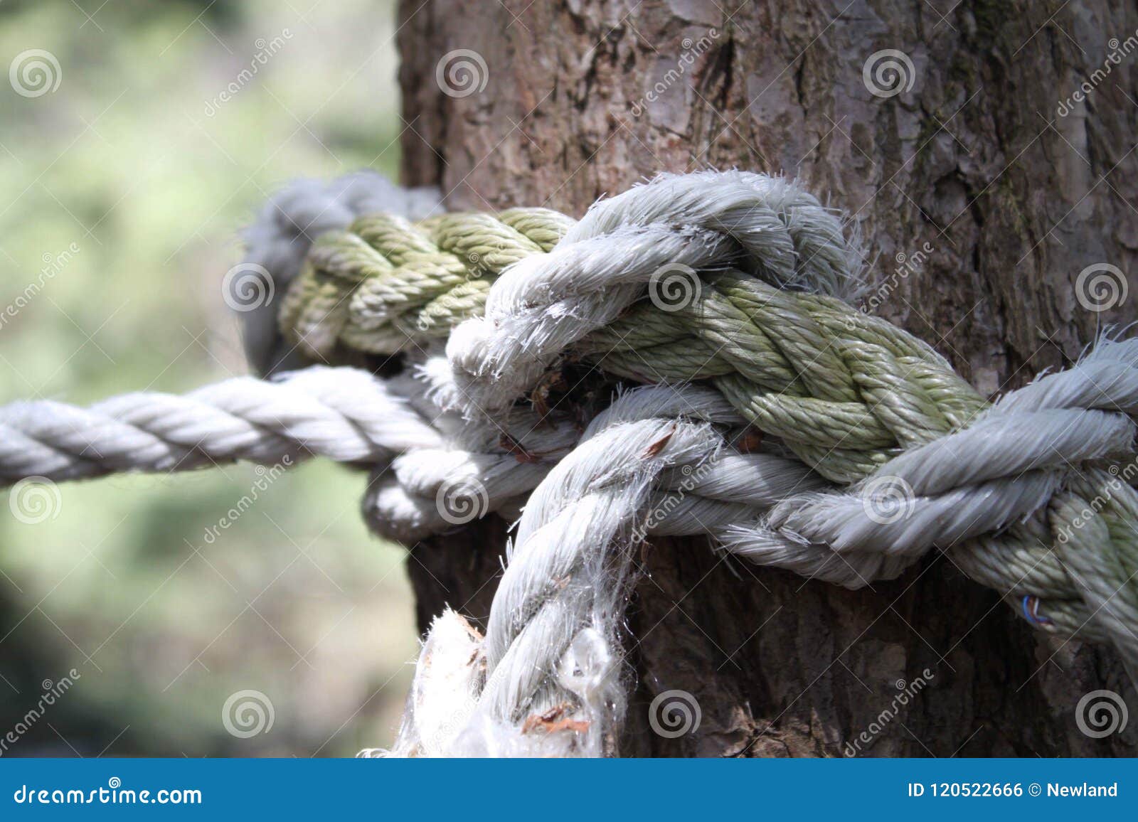 Tie me Down stock photo. Image of vermont, nature, rope - 120522666