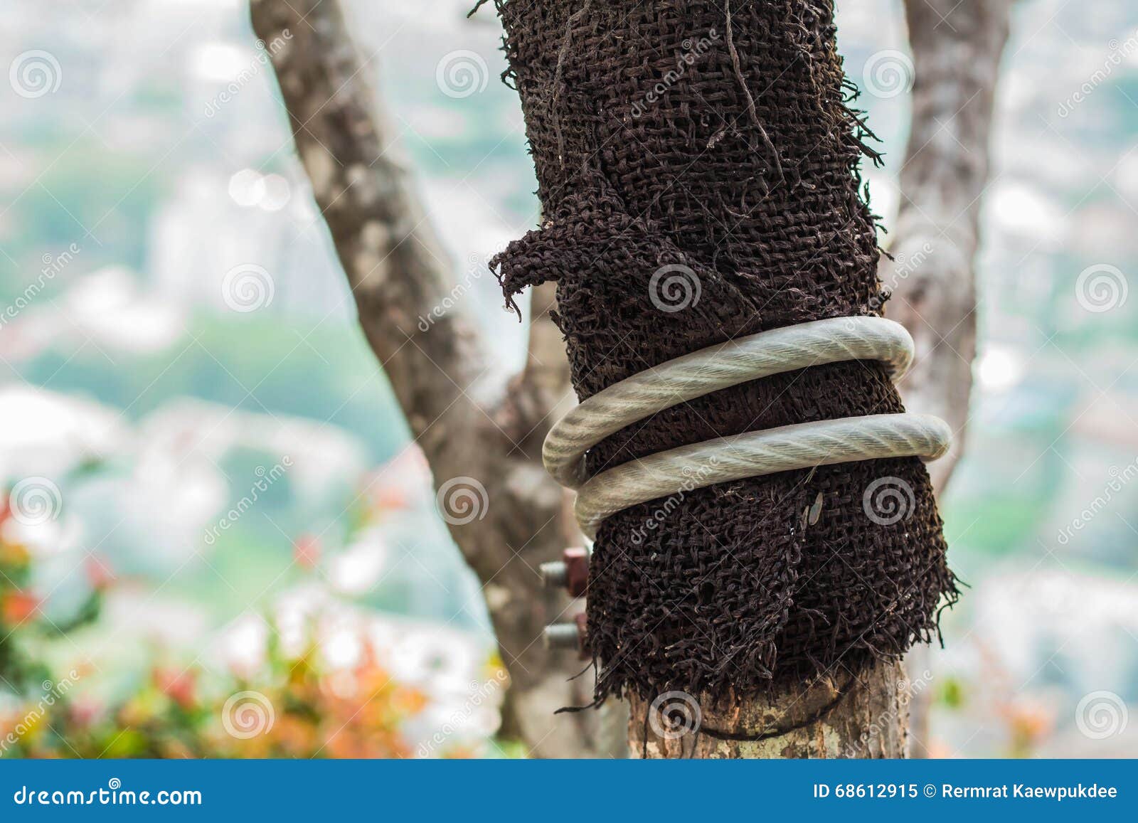 Rope attached to a tree stock image. Image of brown, hold - 68612915