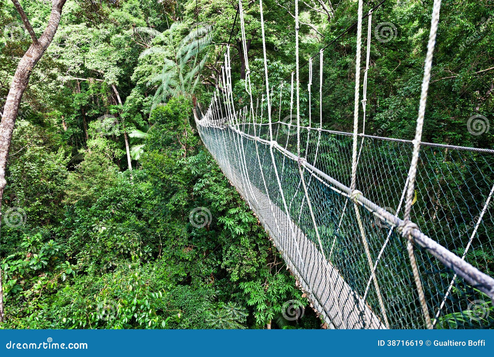 Rope bridge stock image. Image of exploration, tropical - 38716619