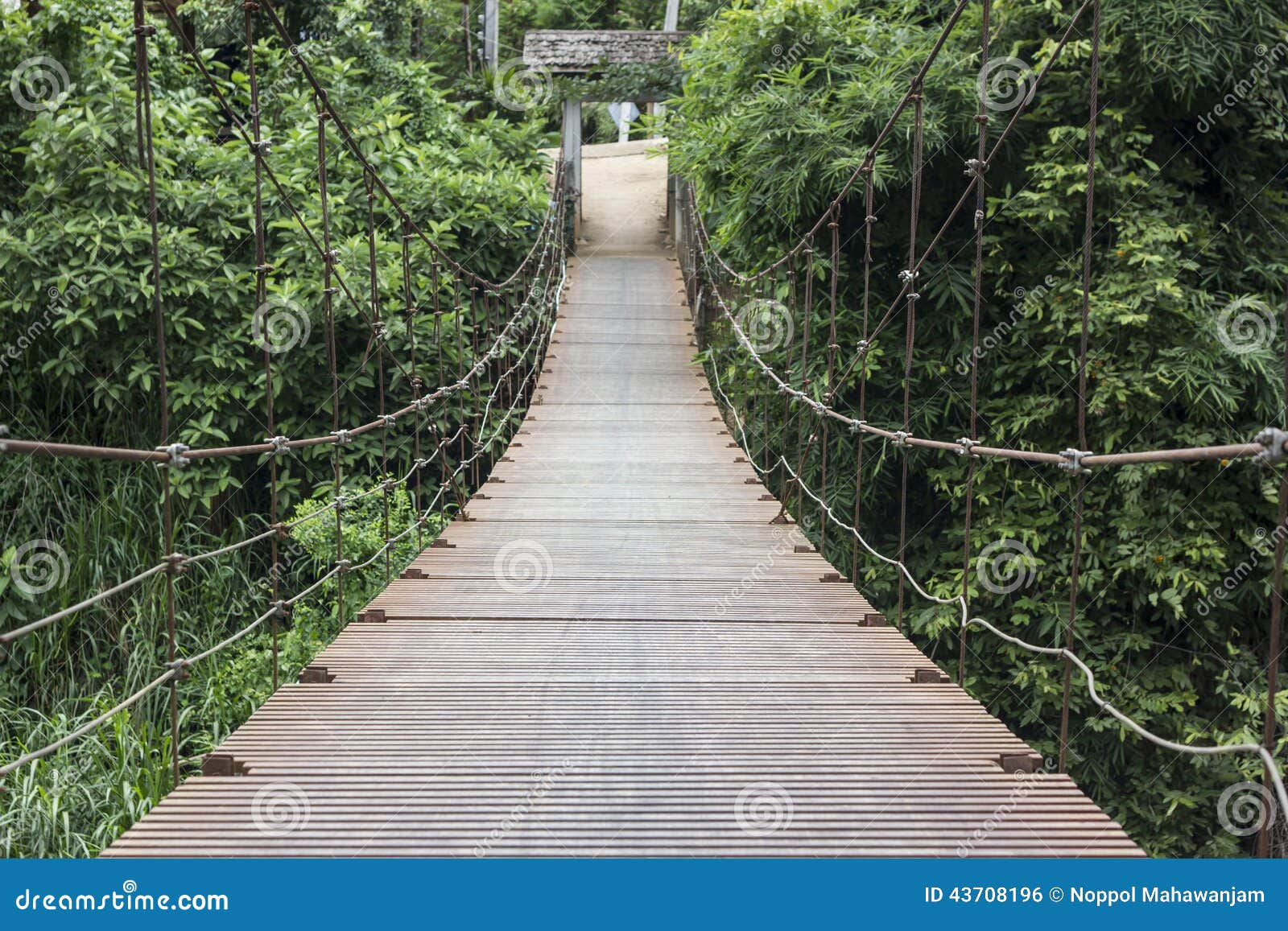 Rope bridge stock photo. Image of link, park, jungle - 43708196