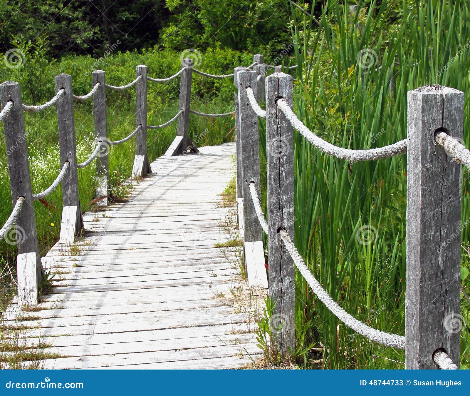 Rope Bridge In The Forest Stock Image | CartoonDealer.com #48744733