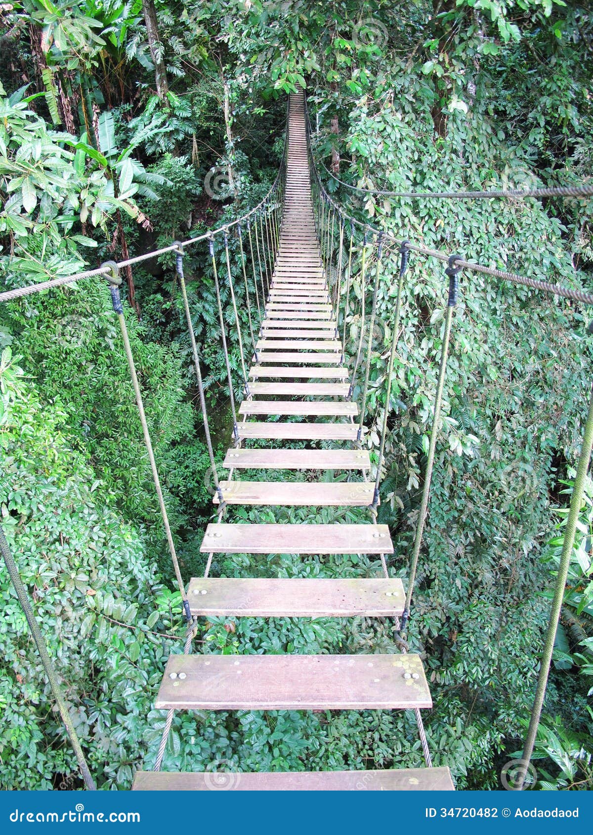 Rope Bridge on High Forest Tree Stock Photo - Image of cable, asia ...