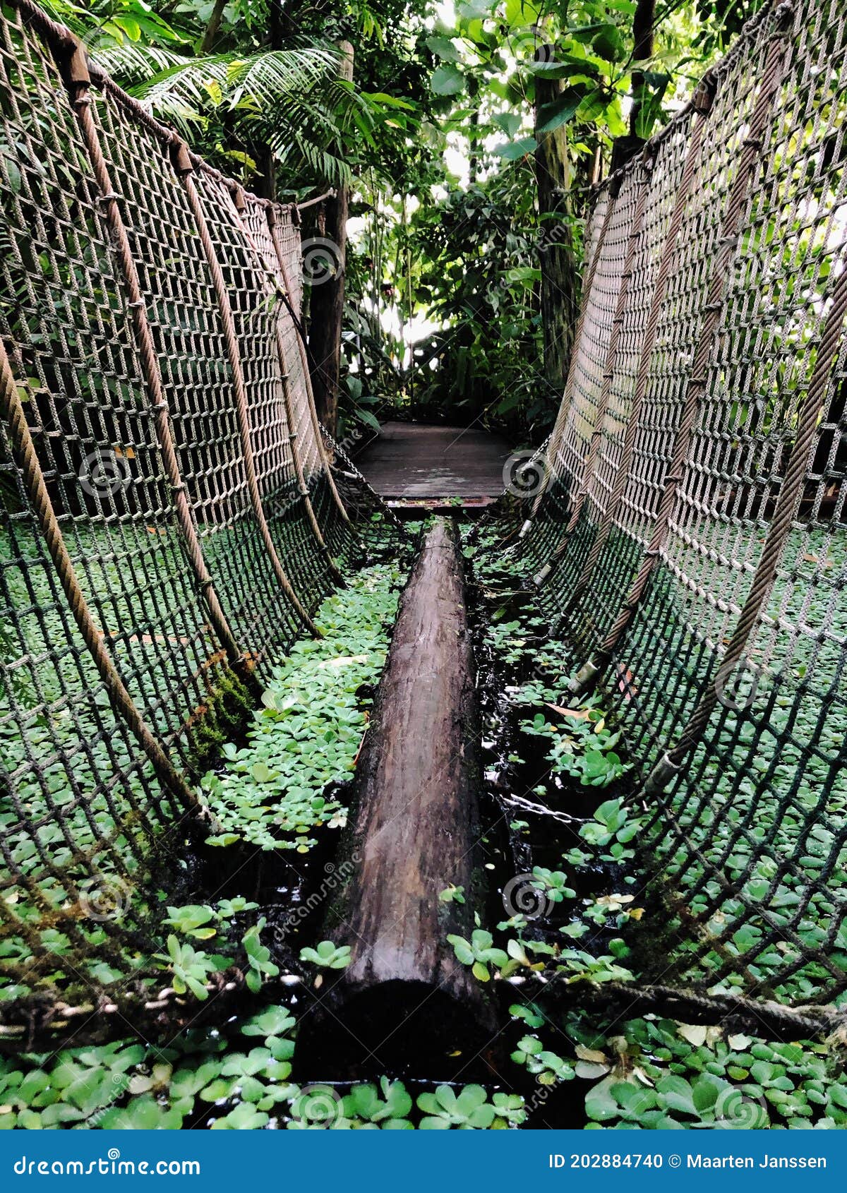 Rope bridge stock photo. Image of water, ferns, rope - 202884740