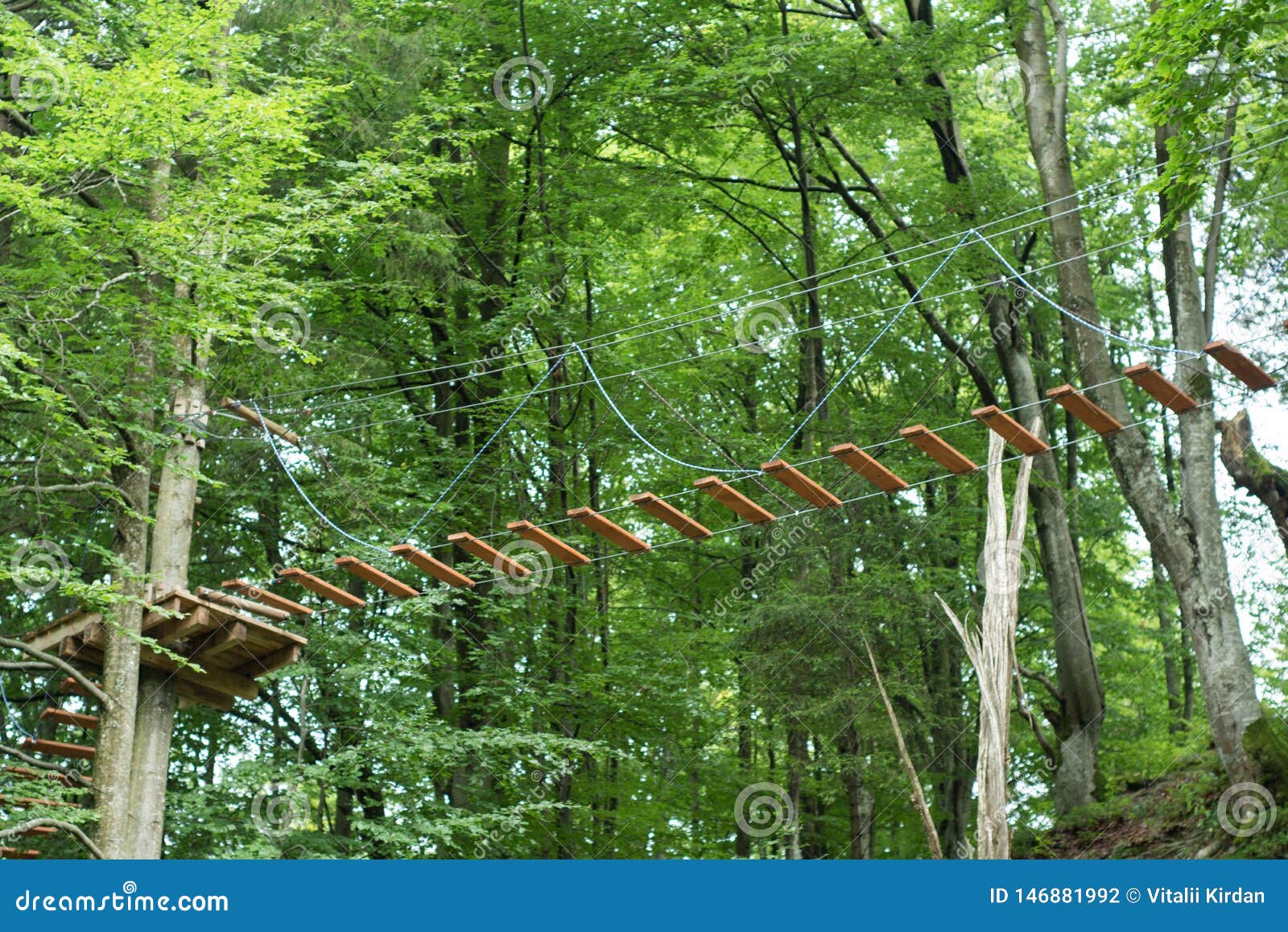 Rope Bridge Tied High in the Trees Stock Photo - Image of jungle ...