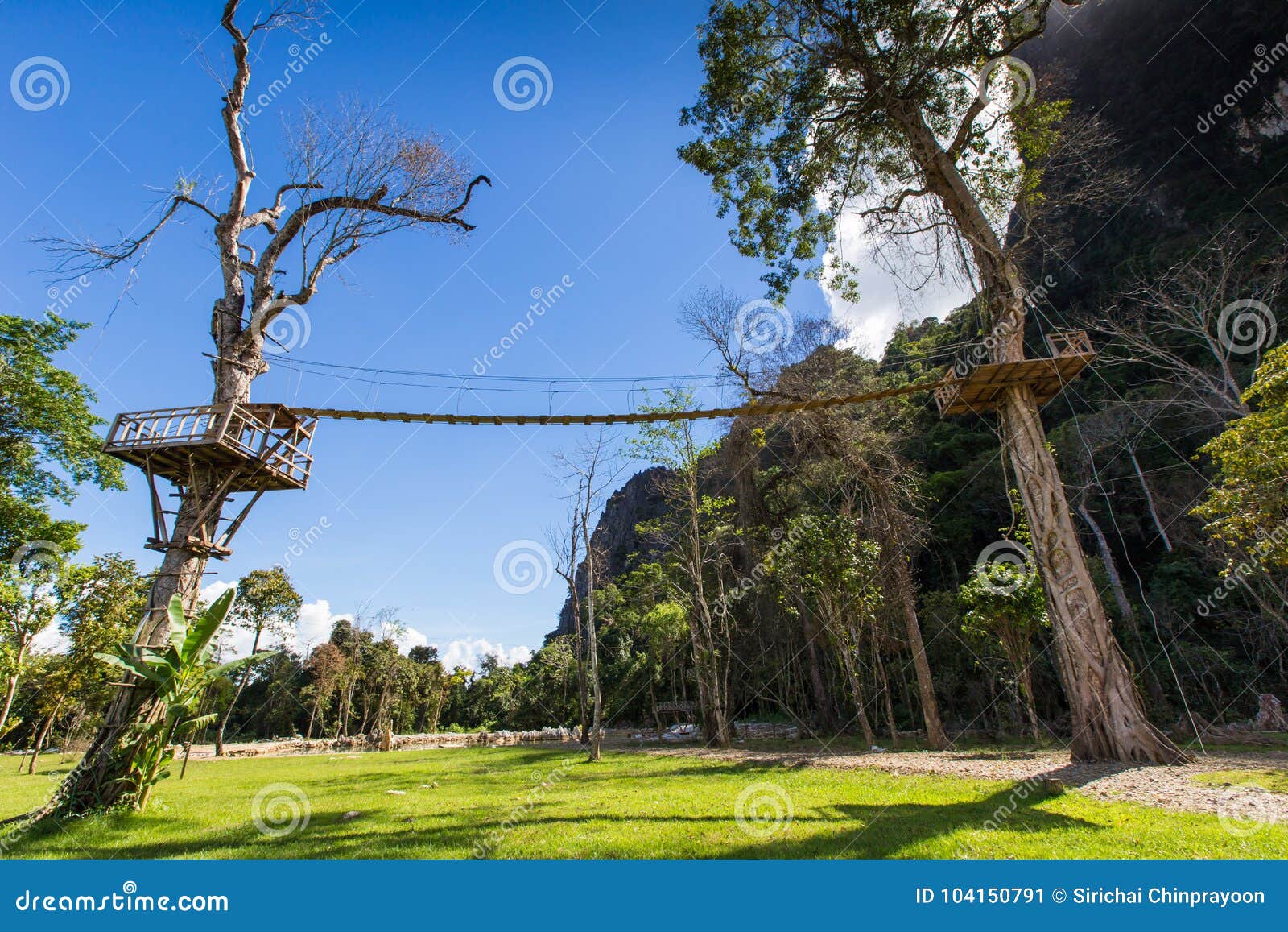 Rope bridge on the tree stock image. Image of hanging - 104150791
