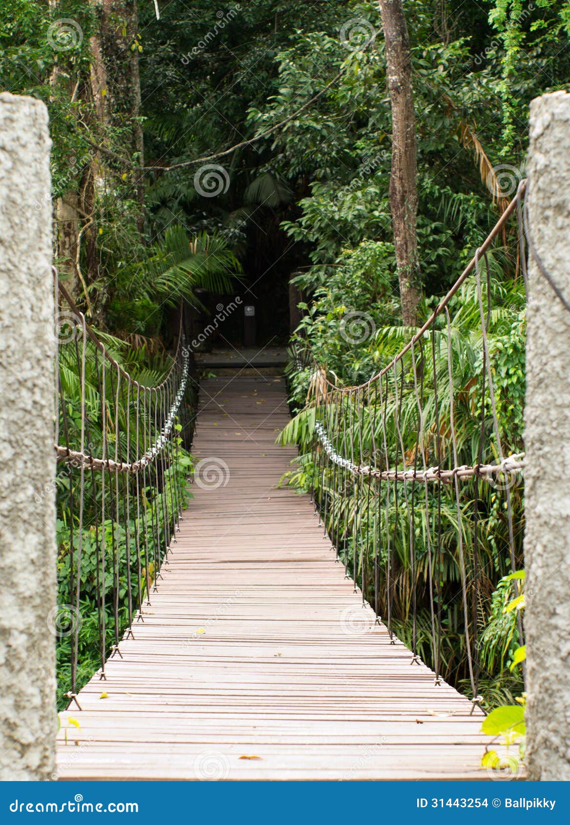 Rope bridge stock photo. Image of national, outdoor, jungle - 31443254
