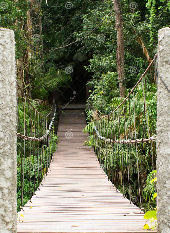 Rope bridge stock photo. Image of national, outdoor, jungle - 31443254