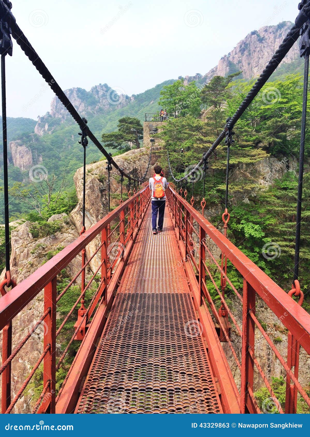 Rope Bridge stock image. Image of tree, bridge, rope - 43329863