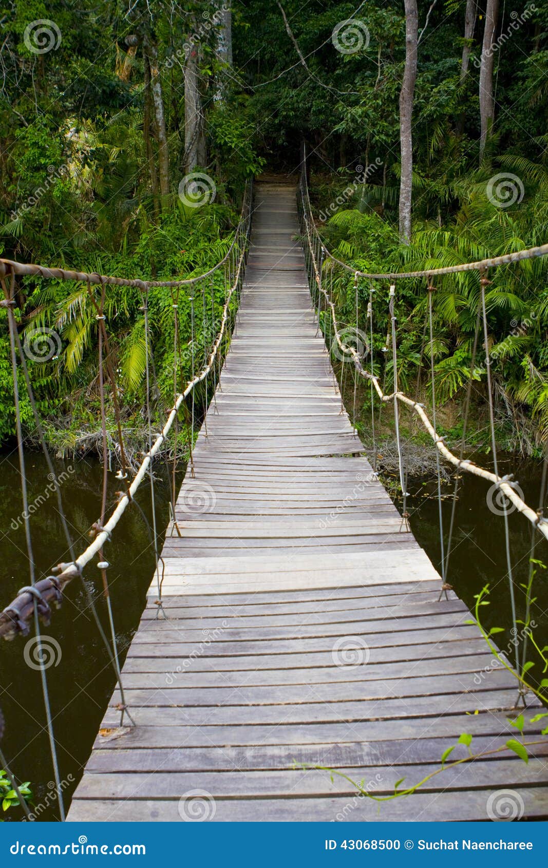 Rope bridge stock photo. Image of suspensionbridge, tropical - 43068500