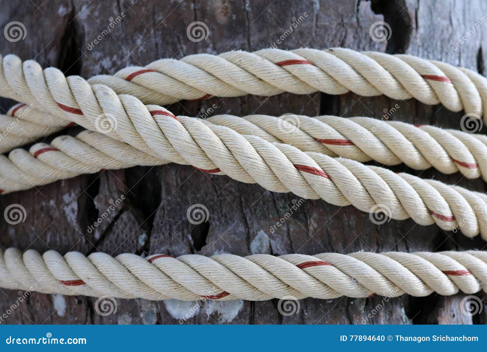 Rope with coconut tree. stock photo. Image of rope, boat - 77894640