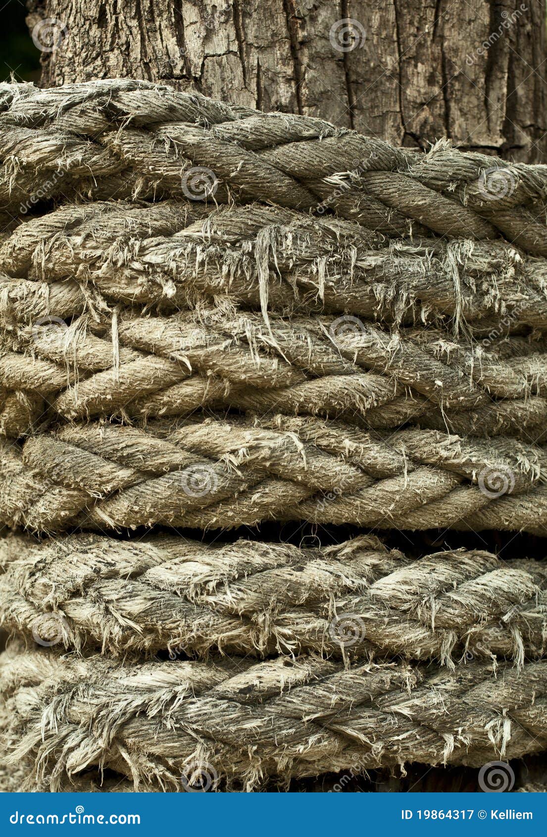 Rope Coiled Around Tree stock image. Image of braid, texture - 19864317