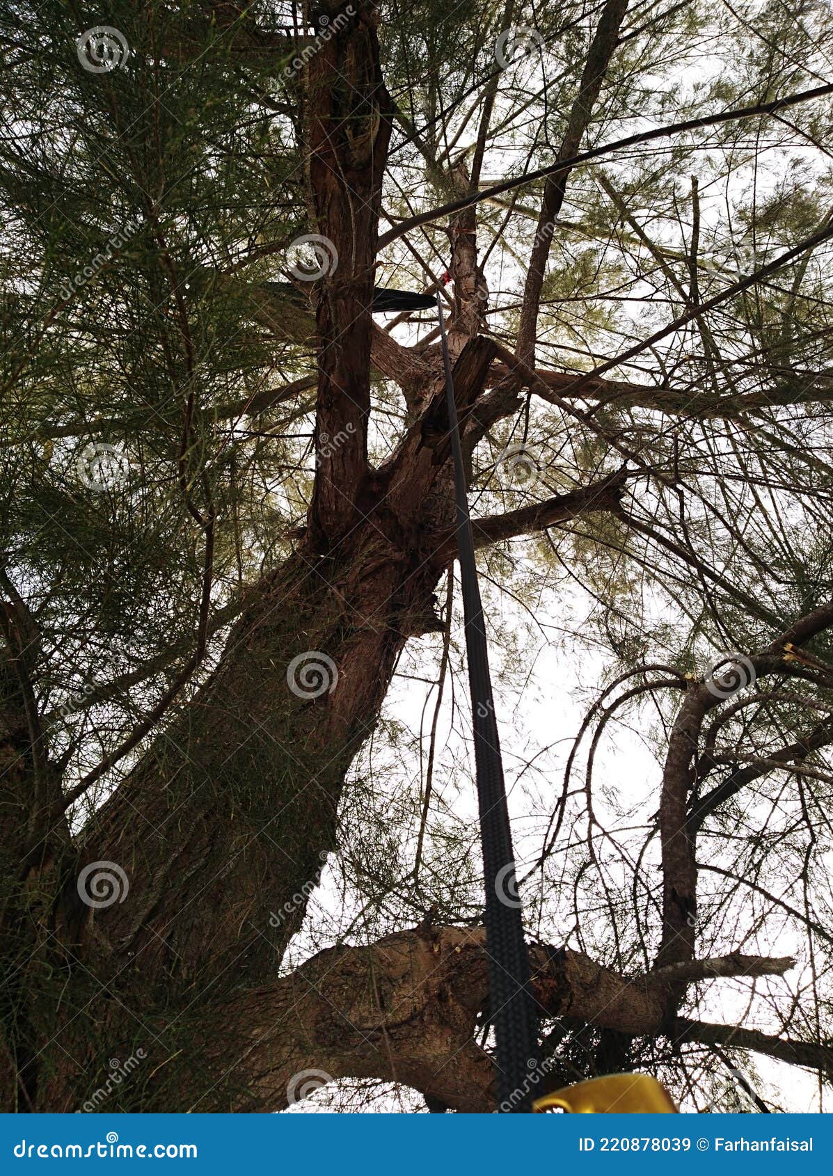 A Rope Hanging from a Tree with Beautiful Pattern of the Tree Branch ...