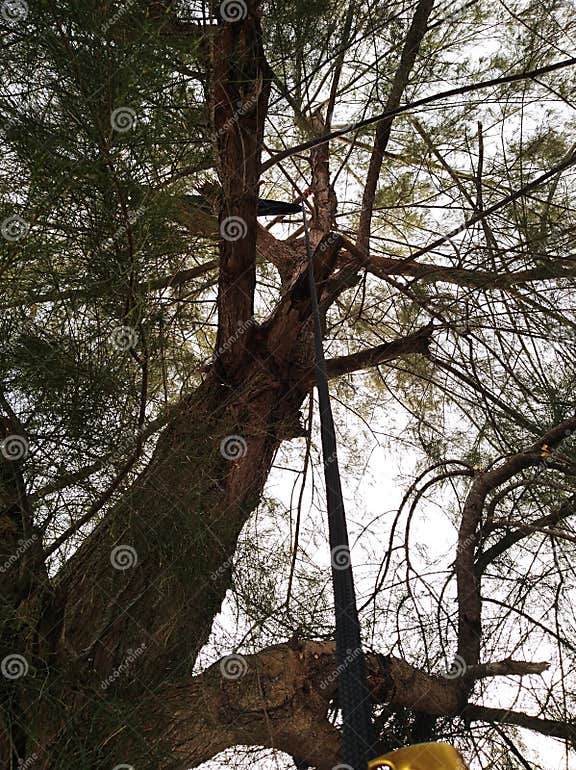 A Rope Hanging from a Tree with Beautiful Pattern of the Tree Branch ...