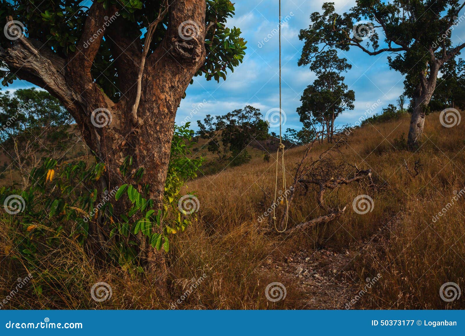 Rope Hanging from Tree on Hill Stock Image - Image of single, tranquil ...