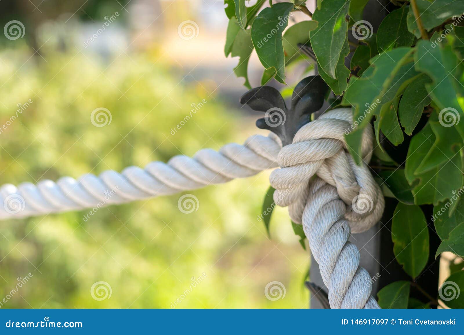 Rope with knot stock image. Image of outer, striped - 146917097