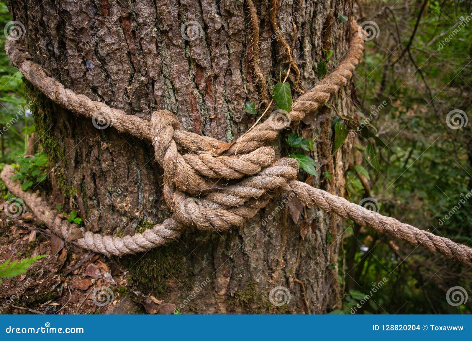 Rope Knot On The Tree Stock Photo | CartoonDealer.com #128820204