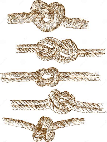 Rope knots stock vector. Illustration of bound, noose - 24904540