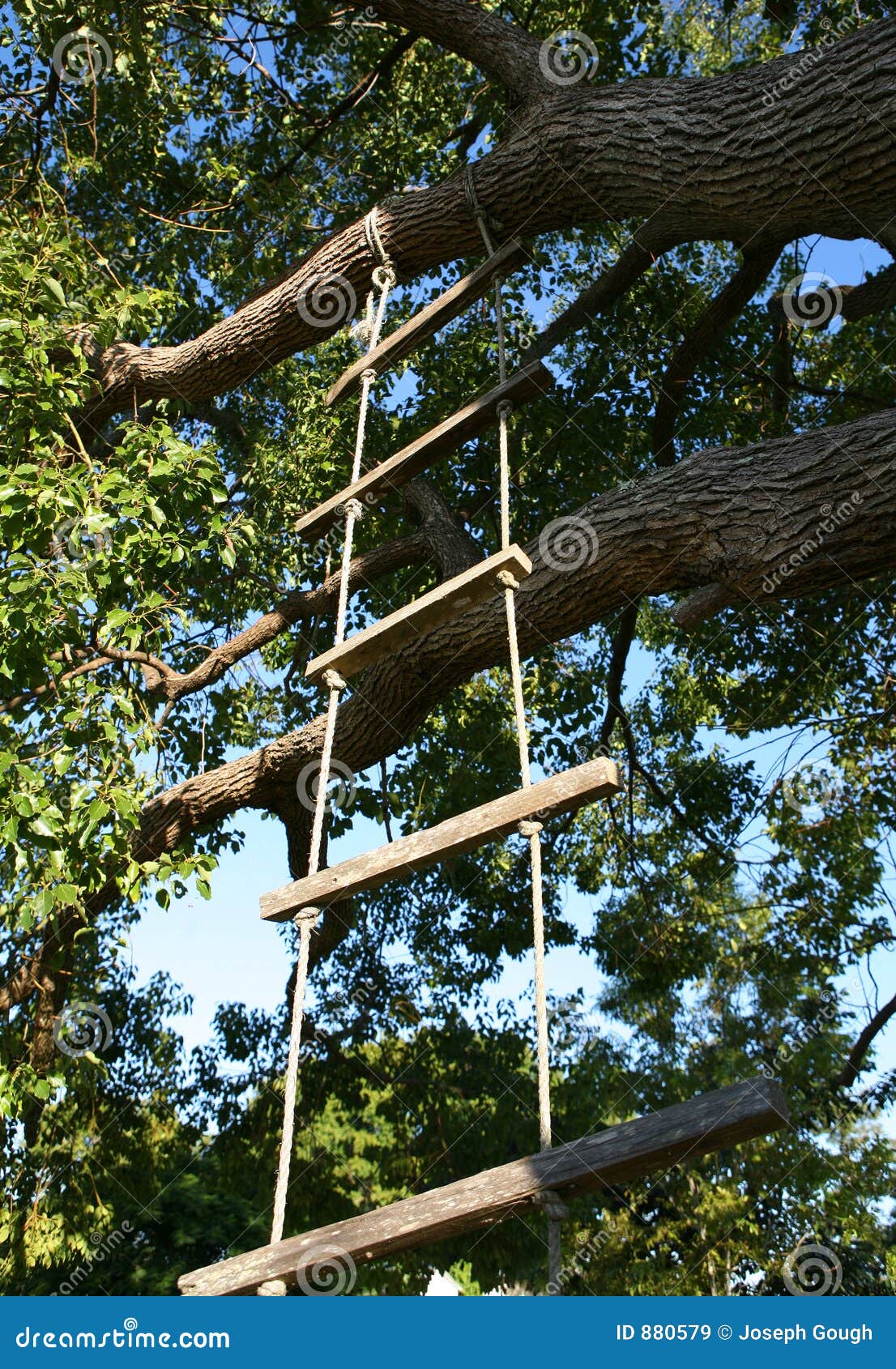 2,542 Tree Branch Ladder Photos - Free & Royalty-Free Stock Photos from ...