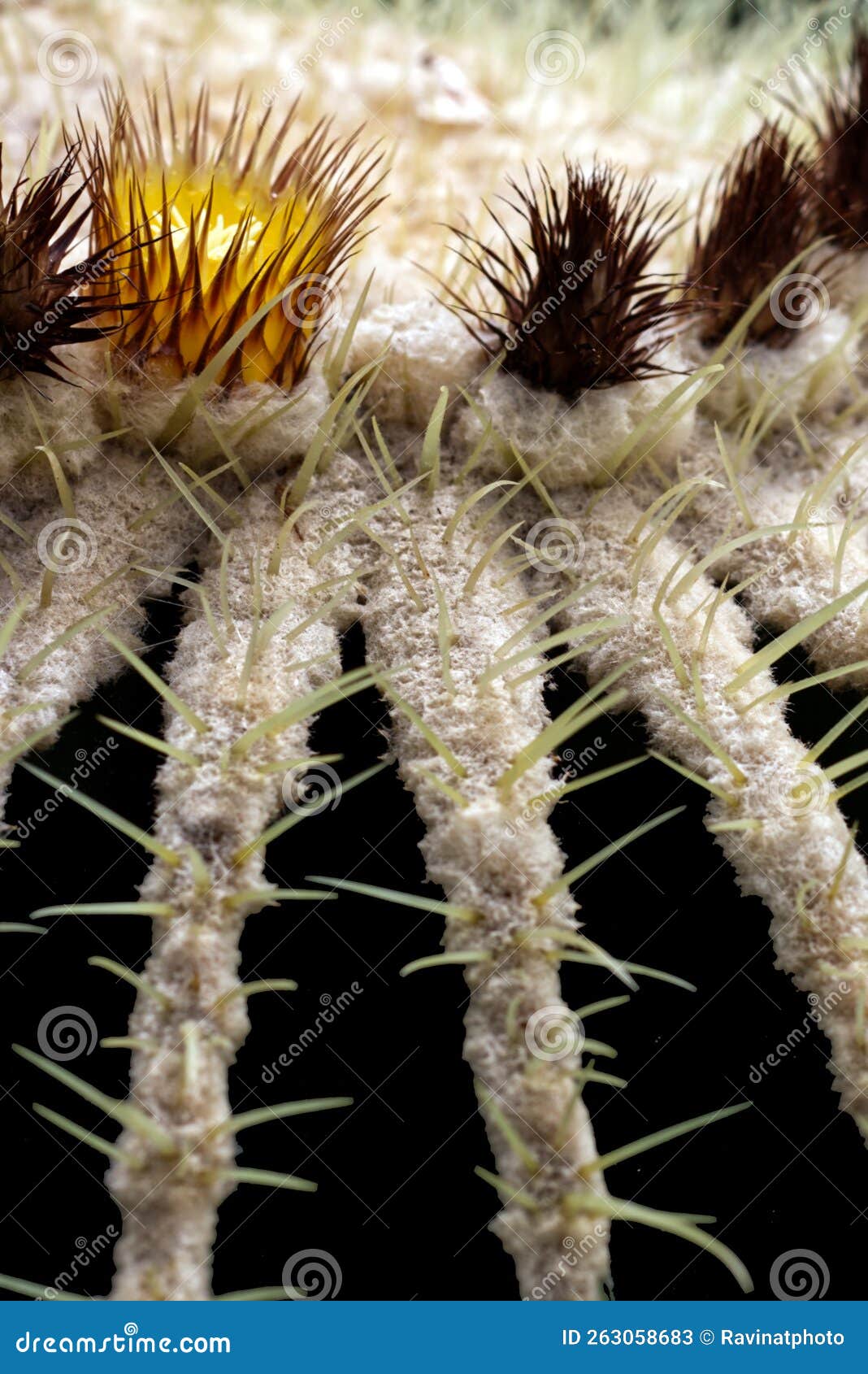 Rope Like Cactus with Beautiful Flower, Toronto, on, Canada Stock Image ...