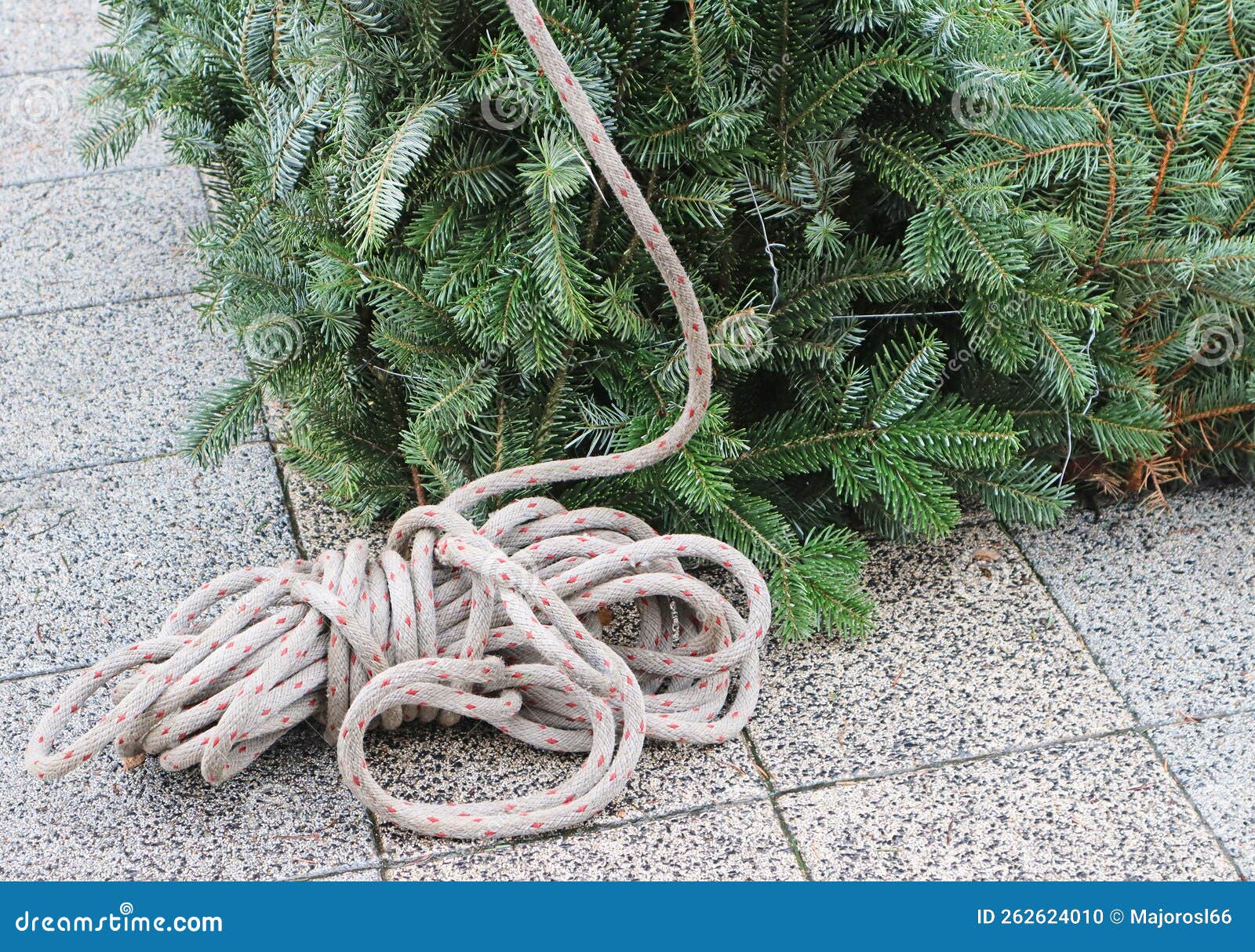 Rope Next To a Pine Tree Outdoor Stock Photo - Image of stone, green ...