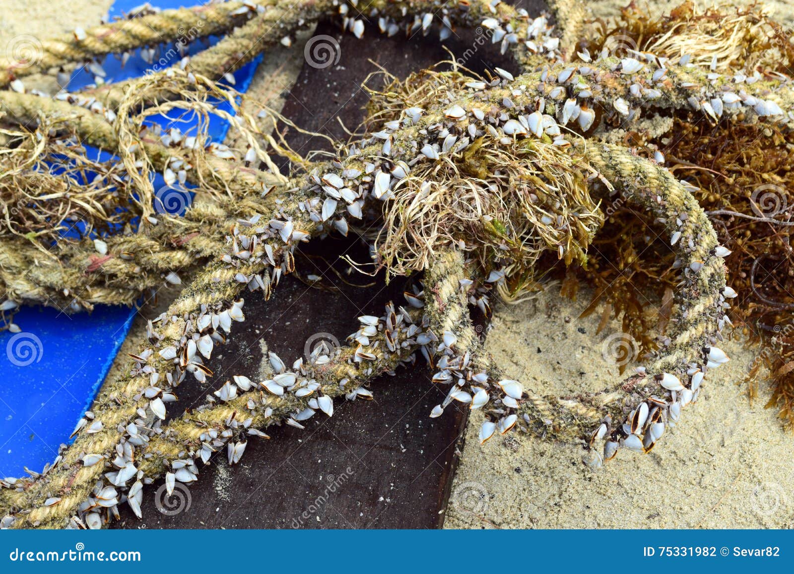 Rope Overgrown with Seashells on the Beach Stock Photo - Image of metal ...