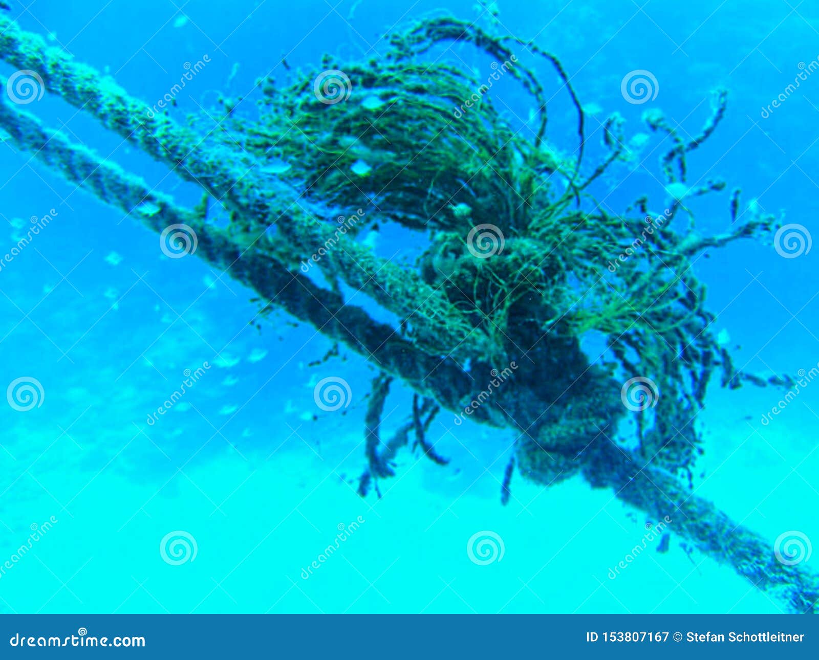 A Rope with Plants Underwater Stock Image - Image of fish, nets: 153807167