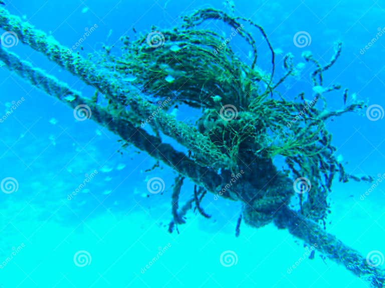A Rope with Plants Underwater Stock Image - Image of fish, nets: 153807167