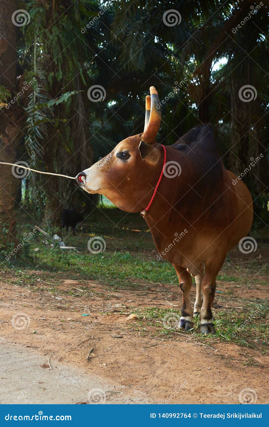 A Rope Pulling a Beautiful Cow Near the Tree Stock Photo - Image of ...