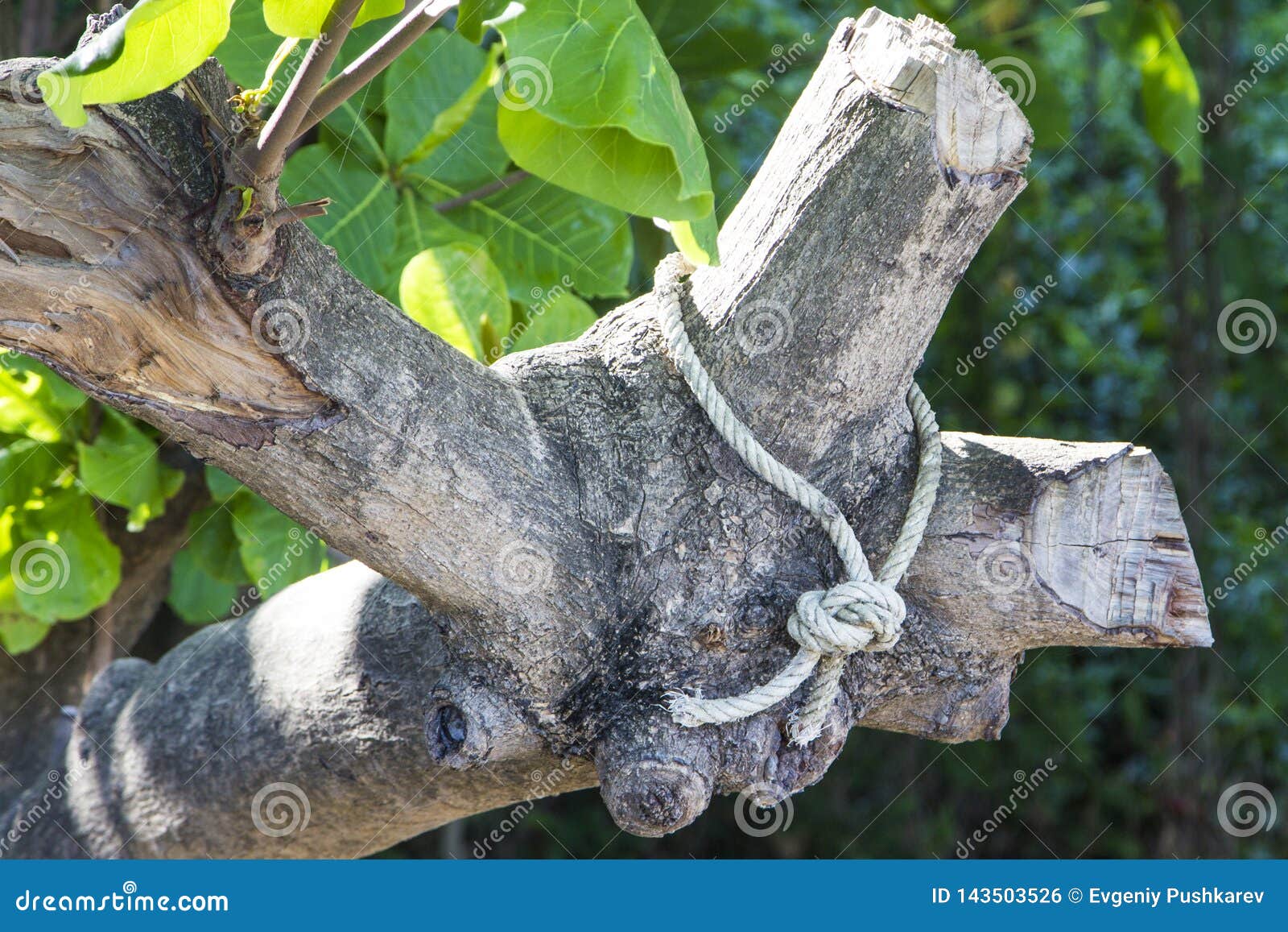 Rope Secure Tied Around Tree Trunk Outdoors Stock Photo - Image of ...