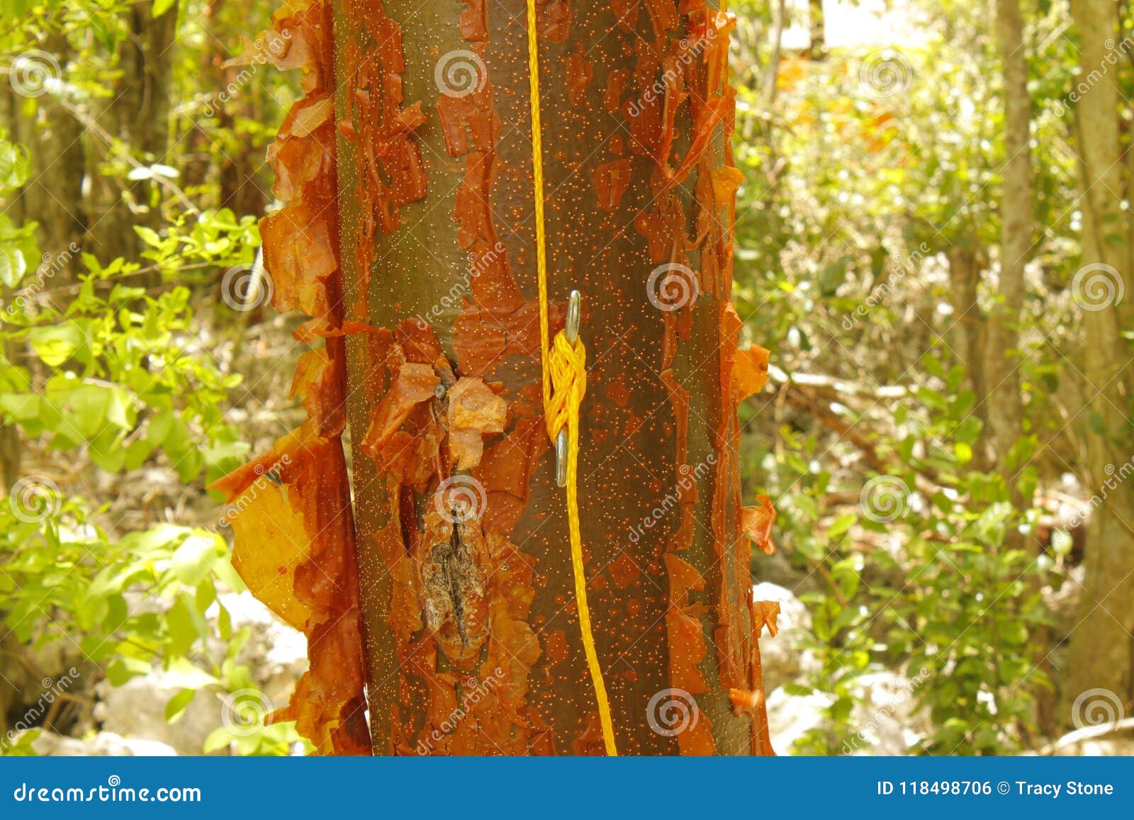 Rope Secured To Cleat on Red Birch Tree Stock Photo - Image of warm ...