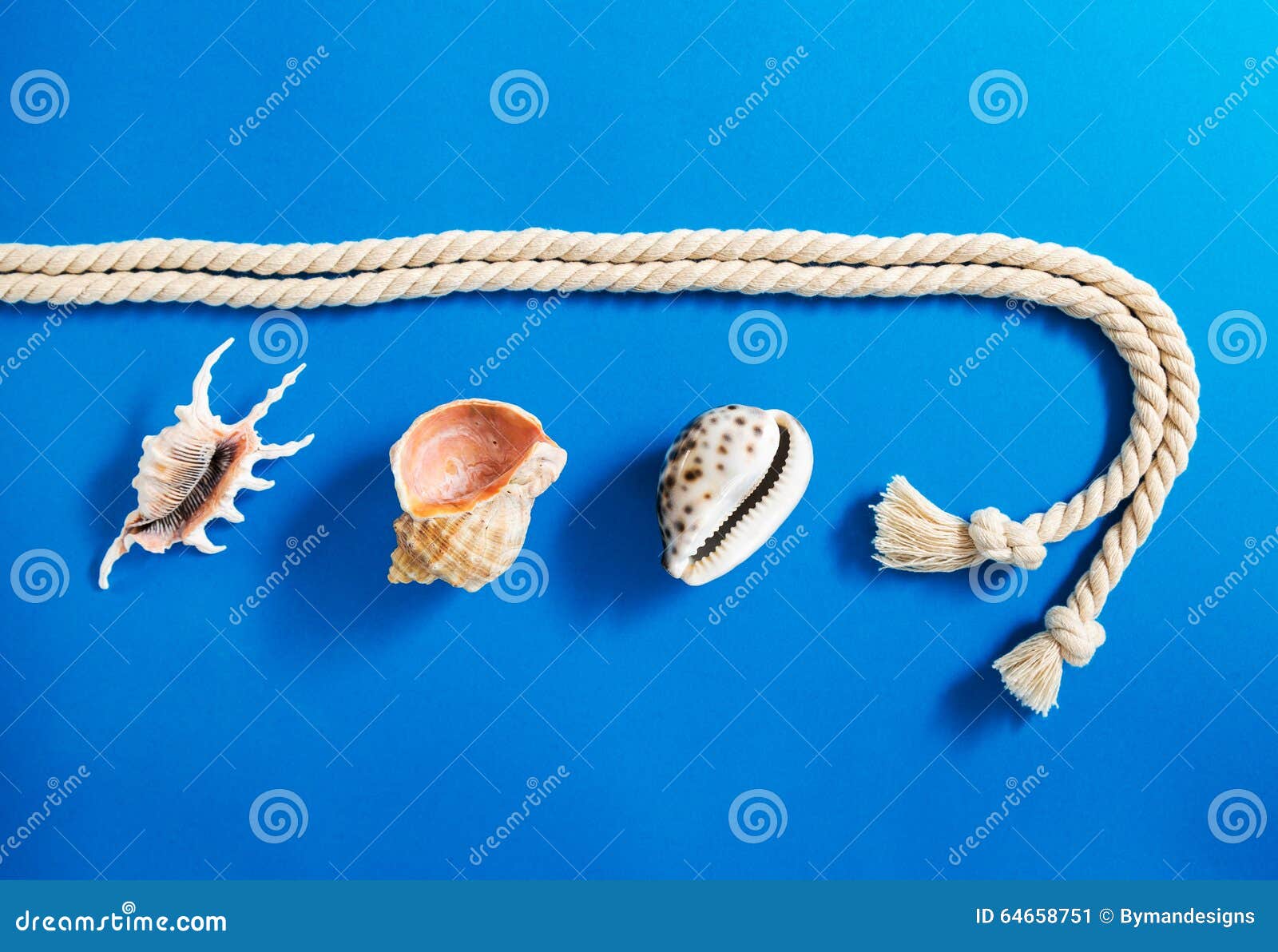Rope with Set of Various Sea Shells Stock Image - Image of cockleshell ...