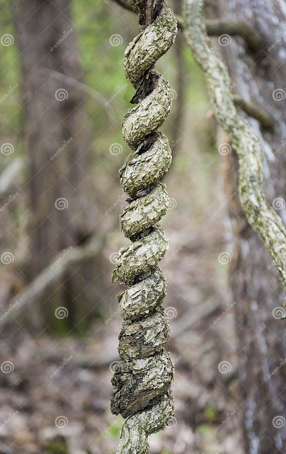Rope Shaped Vine stock photo. Image of geometry, rope - 94072722