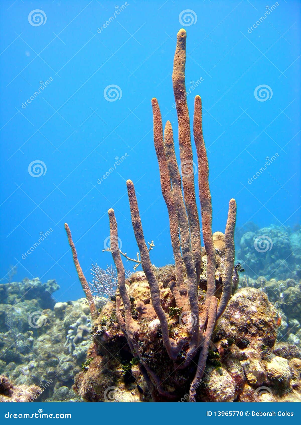 Rope sponge stock photo. Image of coral, colorful, dive - 13965770